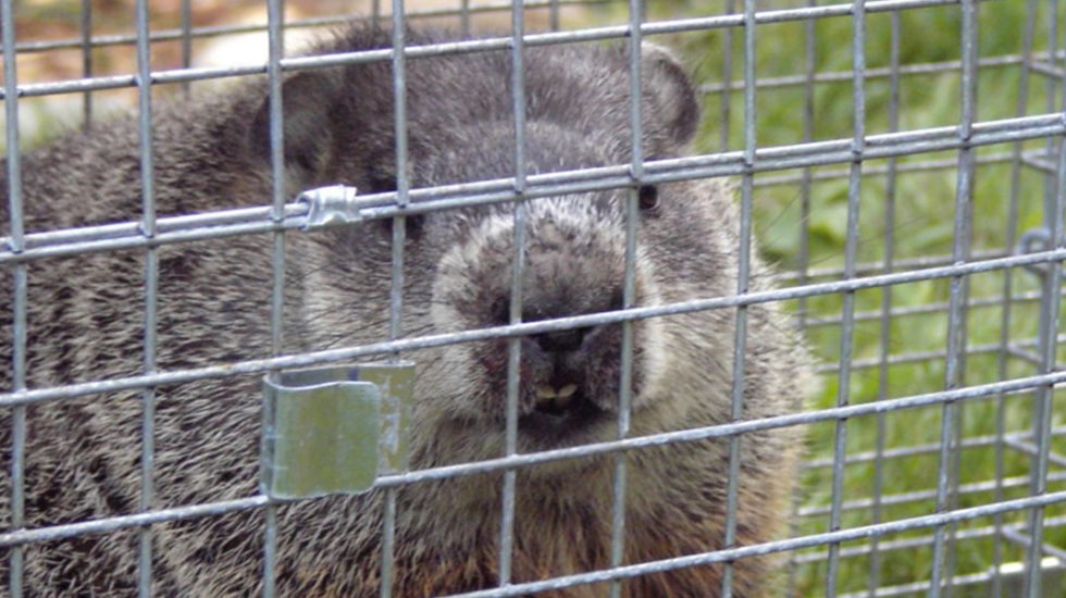 Groundhogs | Wildlife Animal Pest