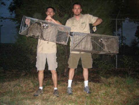 WY Cheyenne Cheyenne Wildlife Removal | Wildlife Animal Pest