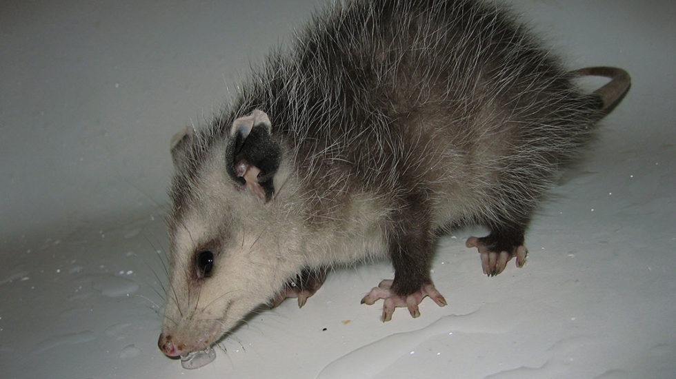 Oppossums | Wildlife Animal Pest