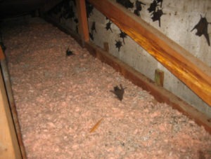 Services | Wildlife Animal Pest