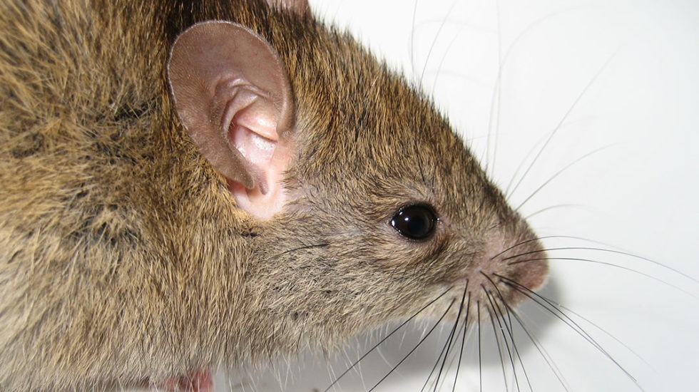 Rats | Wildlife Animal Pest