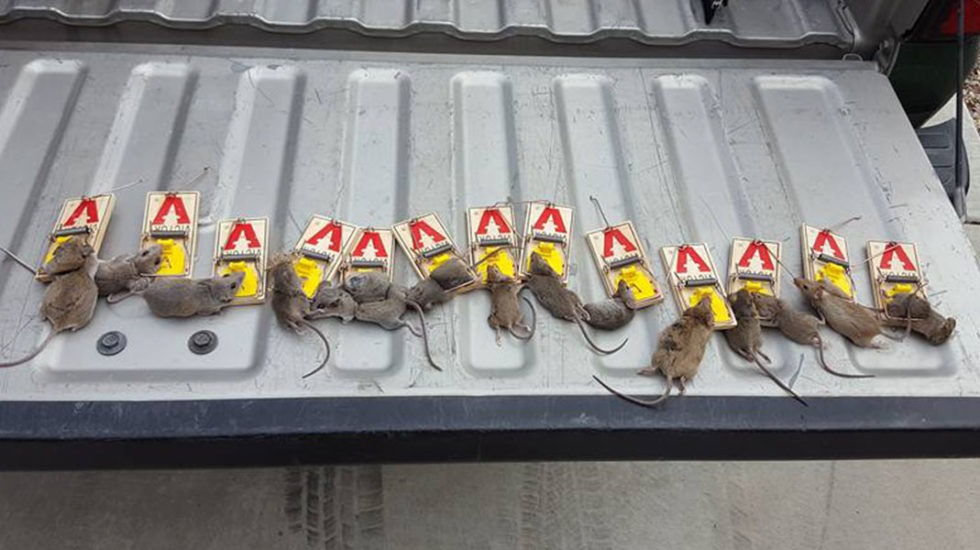 Mice | Wildlife Animal Pest