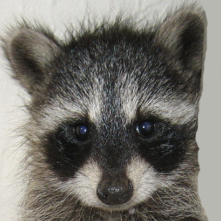 TN Farragut East Tennessee Wildlife Management | Wildlife Animal Pest