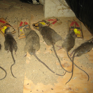 NY Ithaca Fur and Feathers Wildlife Control | Wildlife Animal Pest