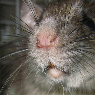 TN Farragut East Tennessee Wildlife Management | Wildlife Animal Pest